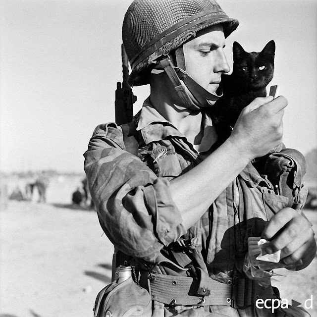 25 Vintage Photographs of Cats in the Army ~ Vintage Everyday