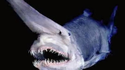 Mondo Pesca News: VIDEO: il raro e strano squalo di goblin