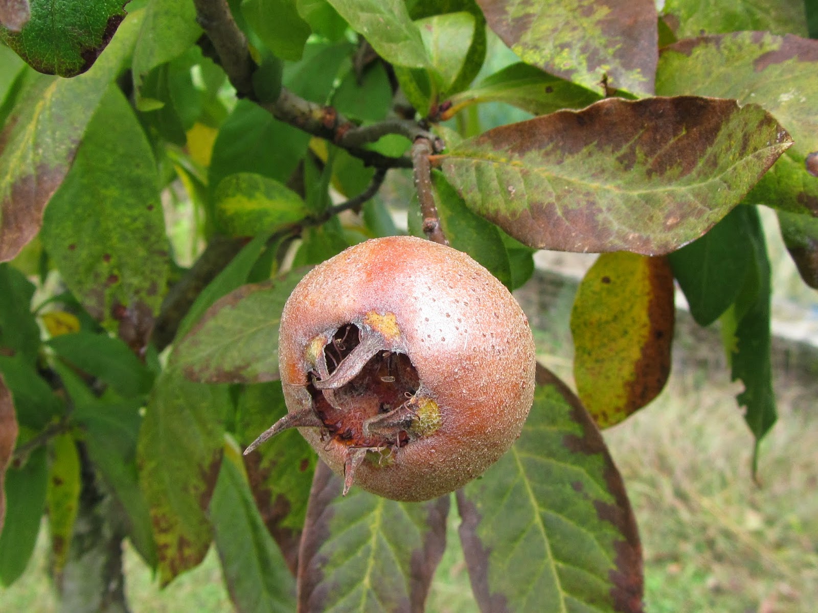 Nespolo Comune o di Germania (Mespilus germanica) - Coltivazione e Cure ...