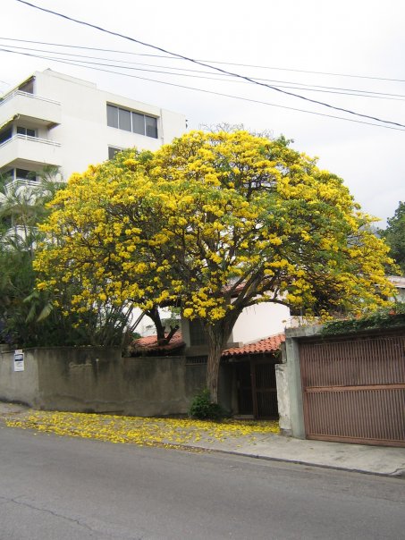 Dibujo de araguaney - Imagui