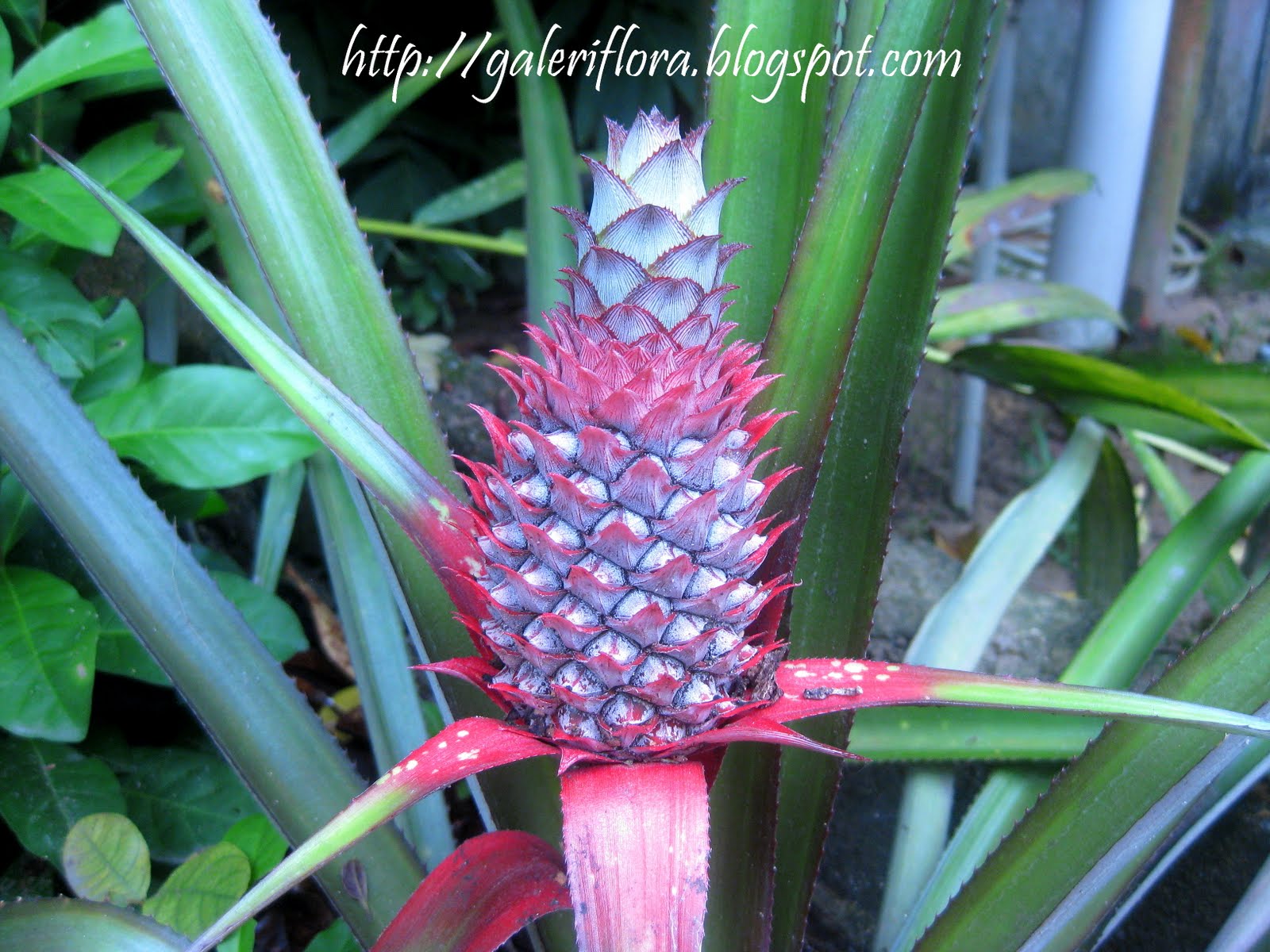 Galeri flora: Nenas ( Ananas comosus )