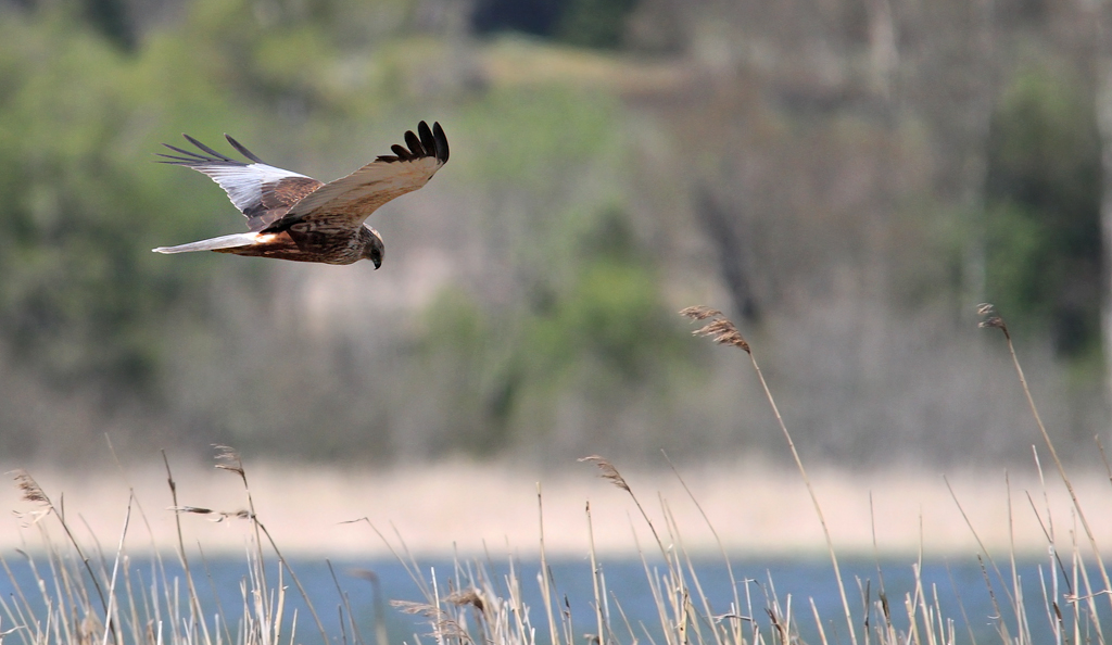 Sindre Molværsmyrs Naturblogg