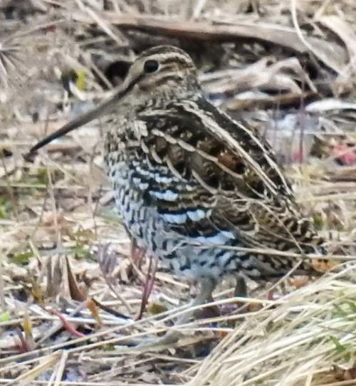 Great snipe images | Birds of India | Bird World