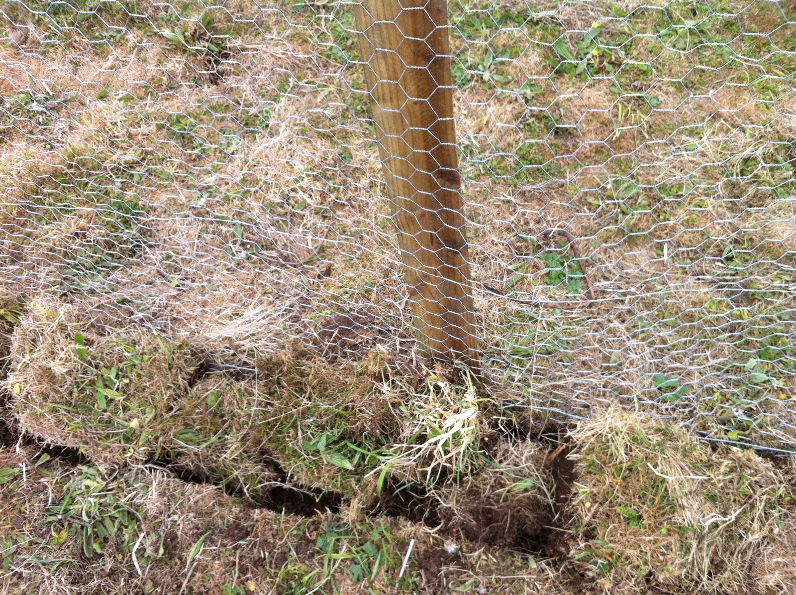 Carnlankie Allotment Association: Badger Proof Fence