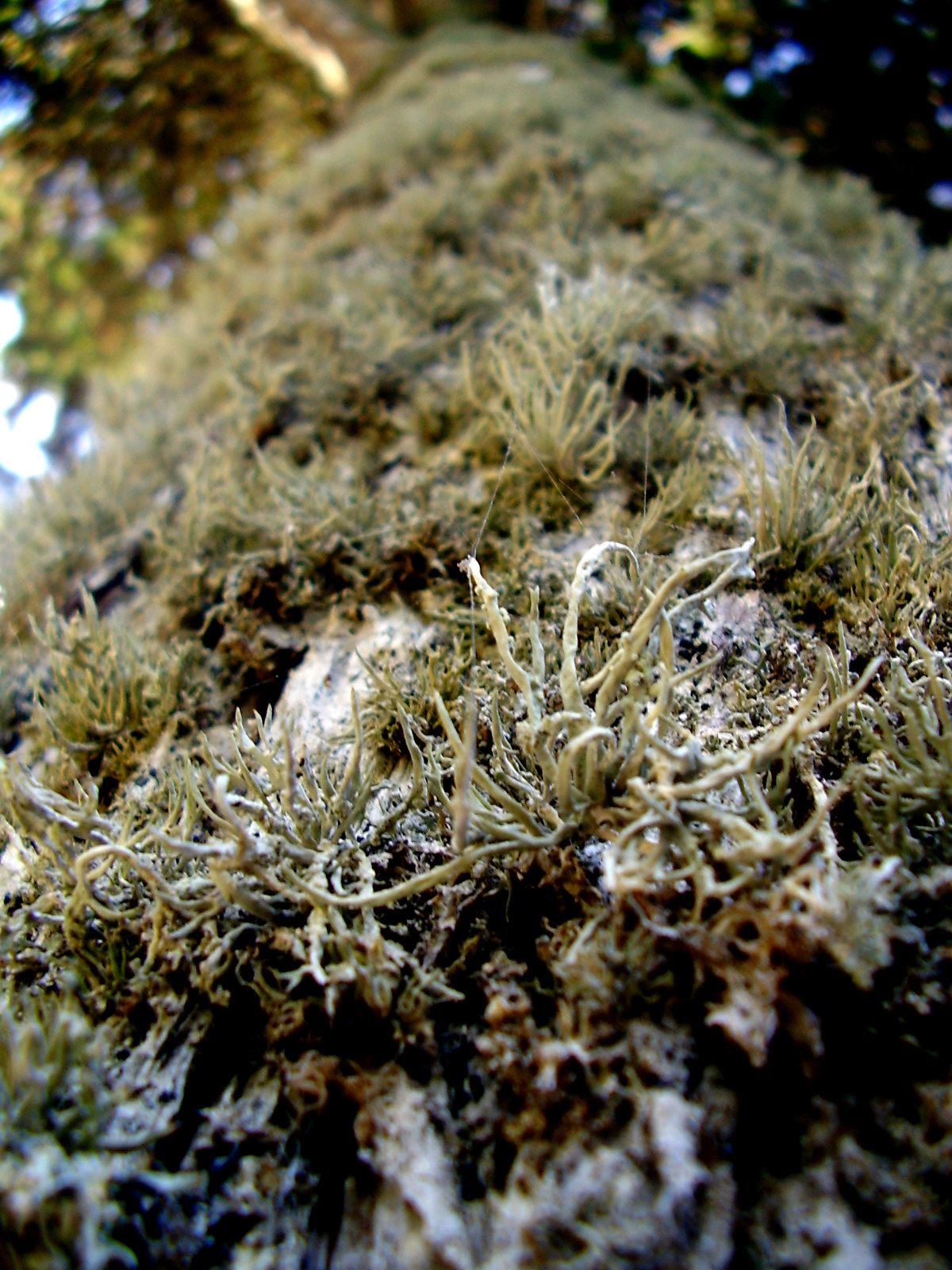 Muticaria: A collection of lichens