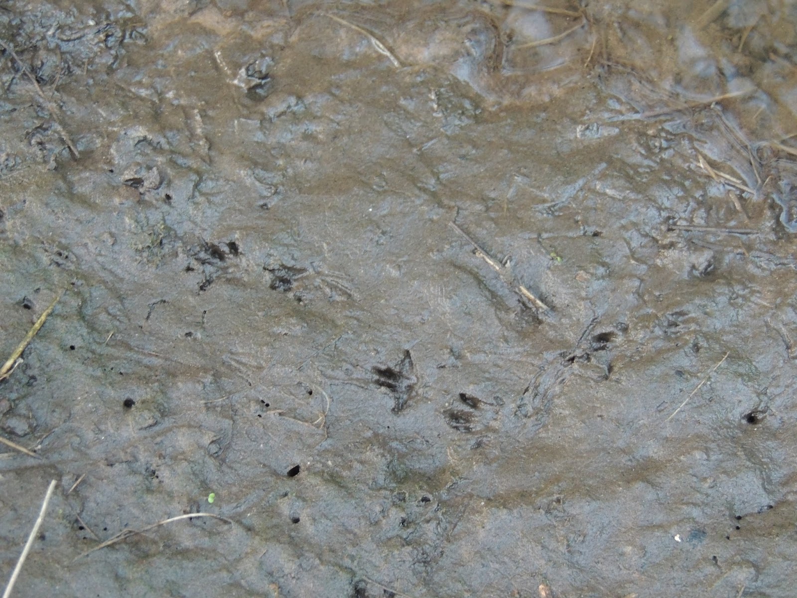 About a Brook: Water Vole Signs - Collect the Set!
