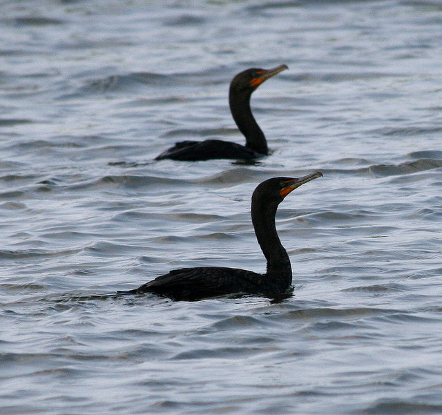 Synchronized Swimming in the Animal Kingdom | The Ark In Space