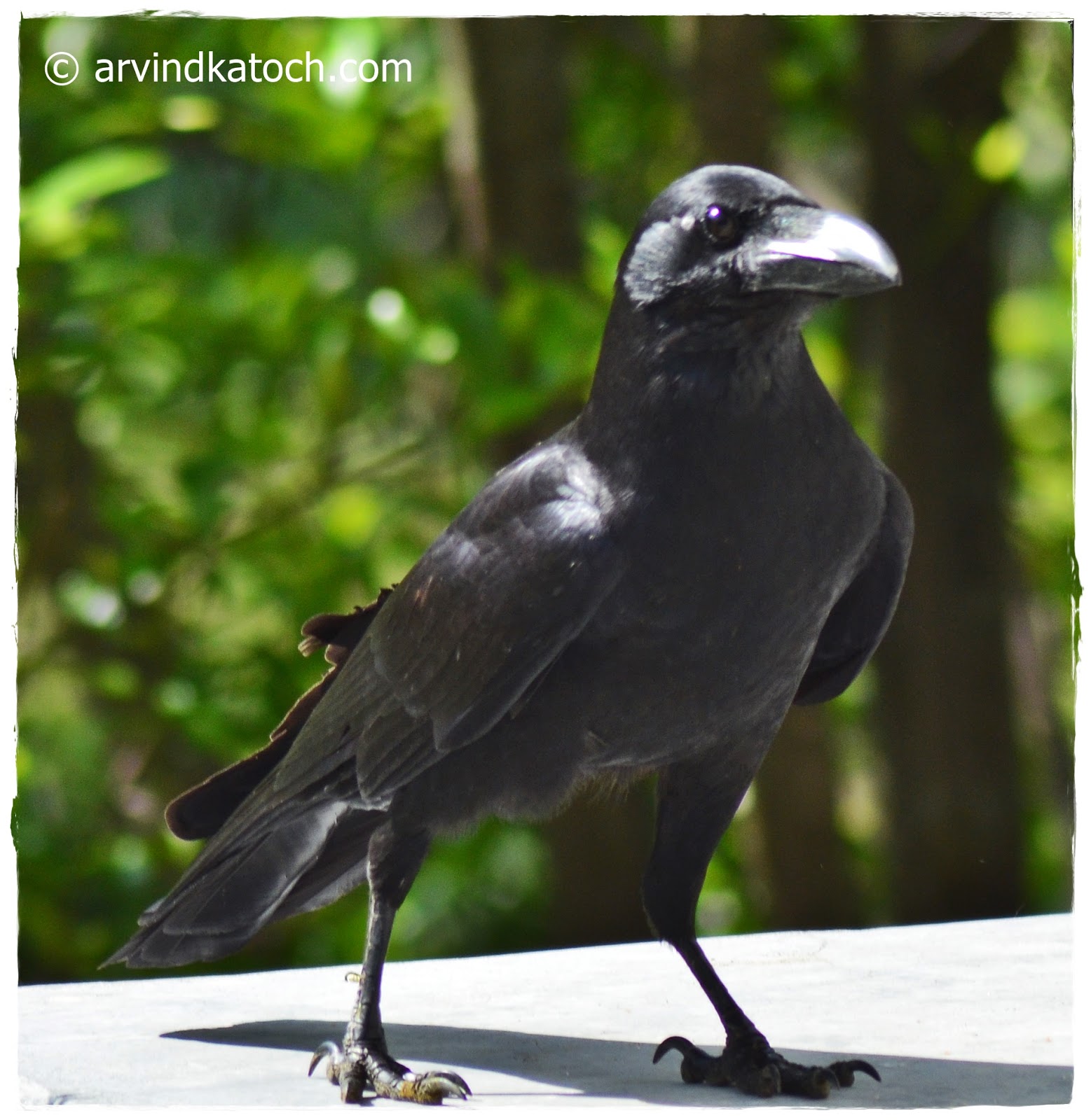(Indian) Jungle Crow (Corvus Macrorhynchos) Pictures and Details