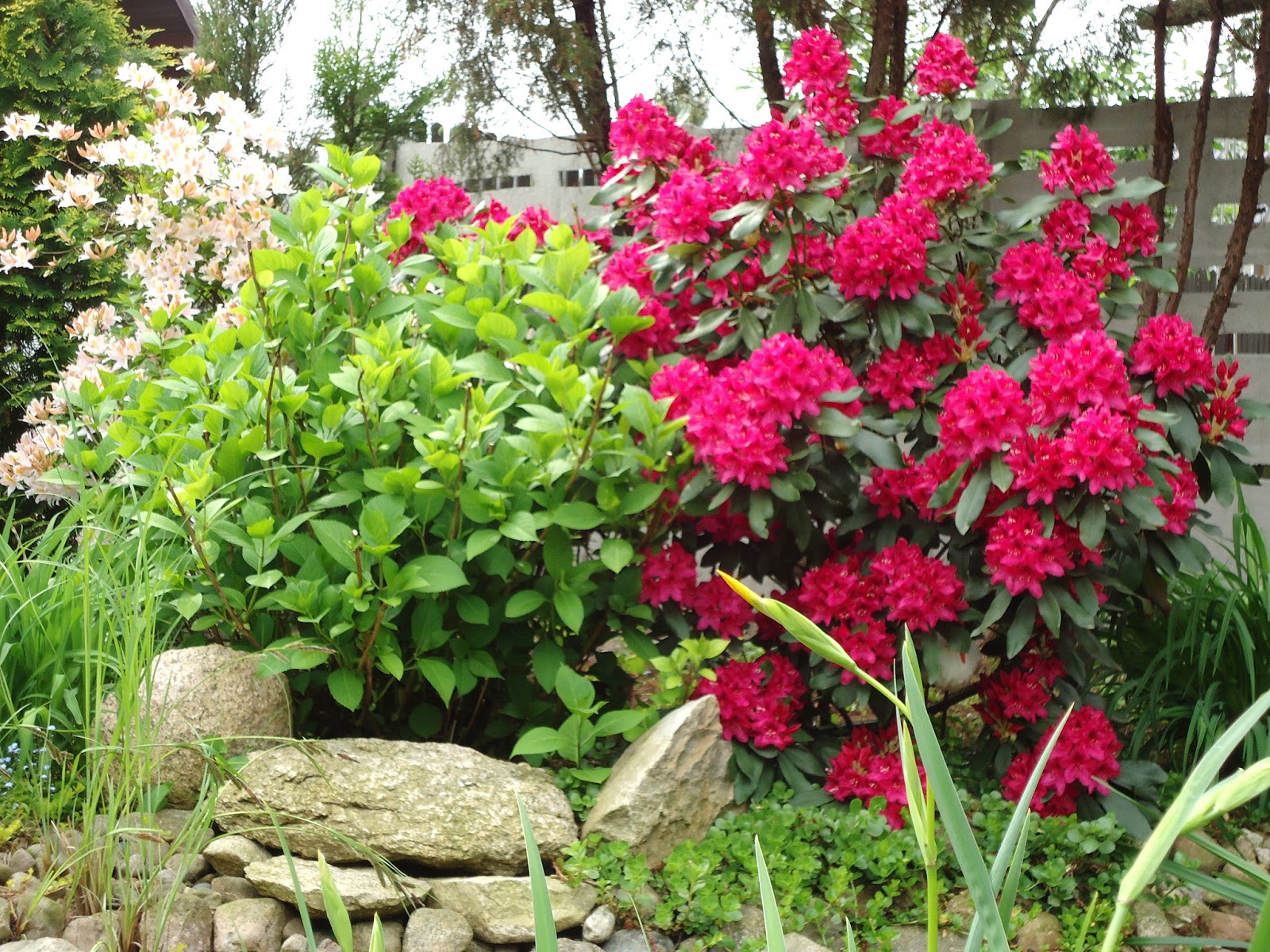 Relaksujący ogród i dom...: Rododendrony i azalie - ulubieńcy ogrodników