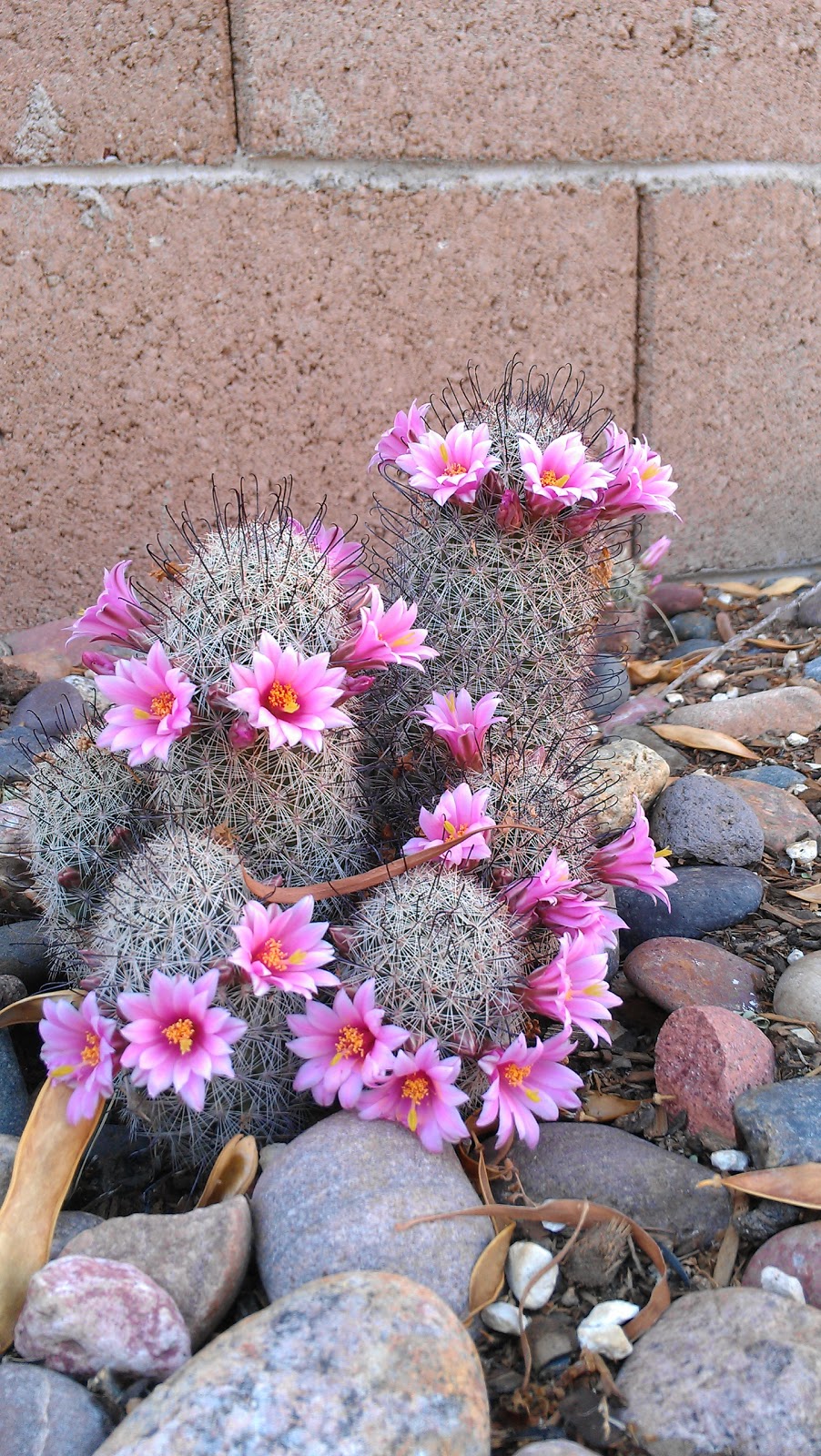 Scoontemplations: Flowering cactus