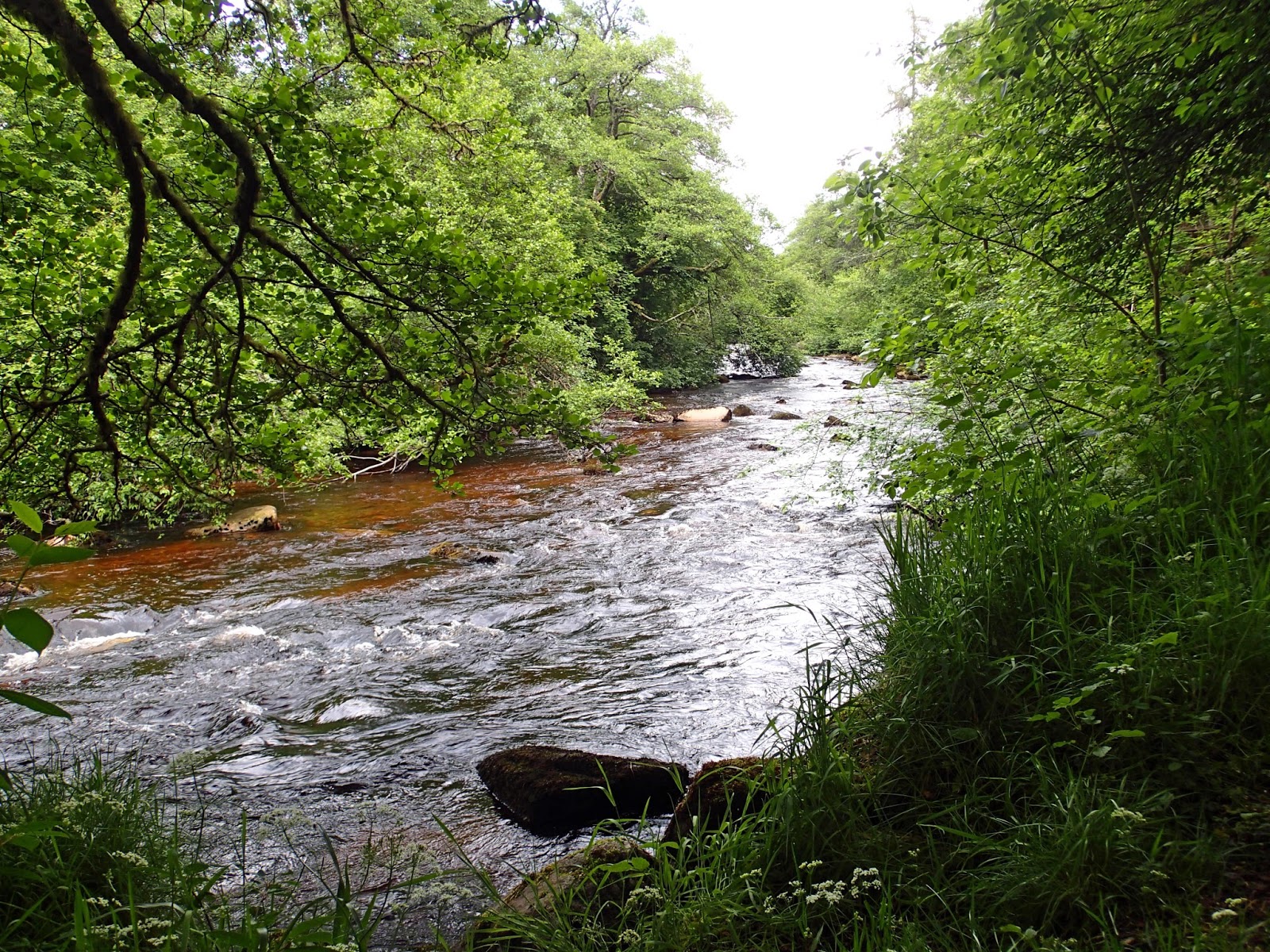walking the rainbow trail: Nethy Bridge, June 2013