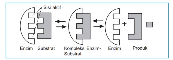 Komponen-komponen Enzim