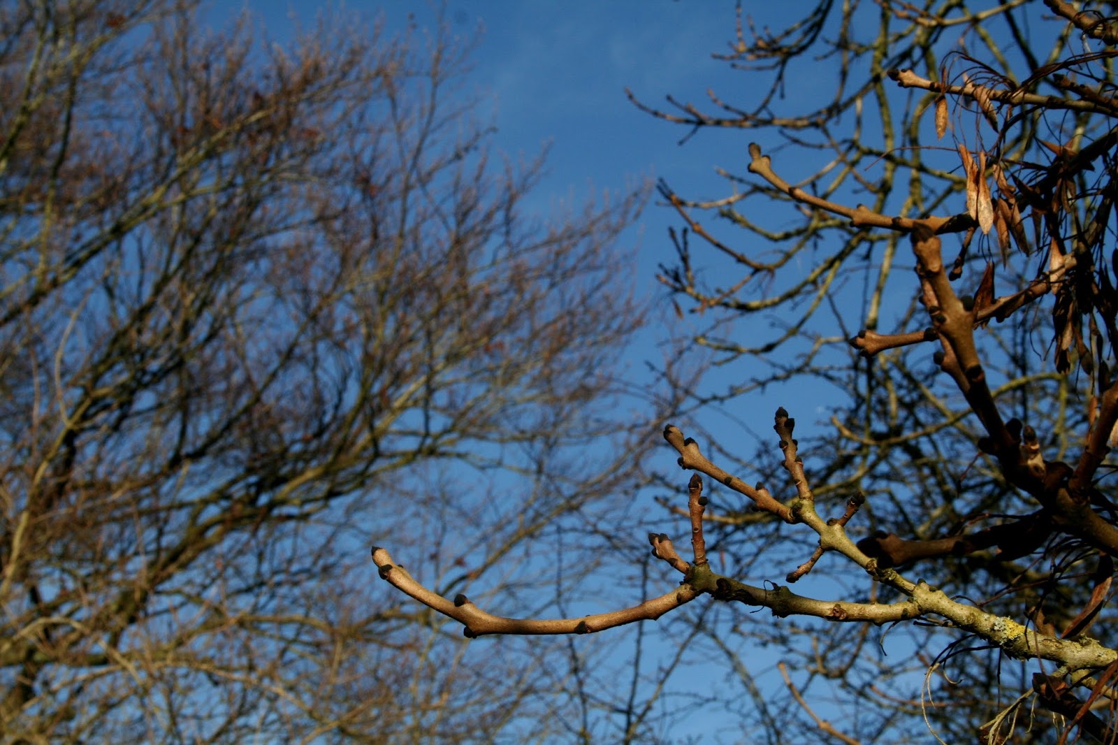Filnore Woods Blog: Tree ID 3> Ash twigs and keys