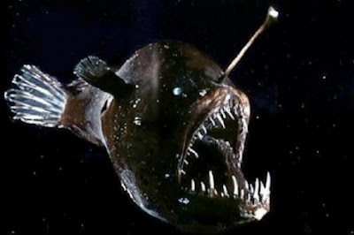 all about unique facts: Amazing Anglerfish - Anglerfish Facts, Photos ...