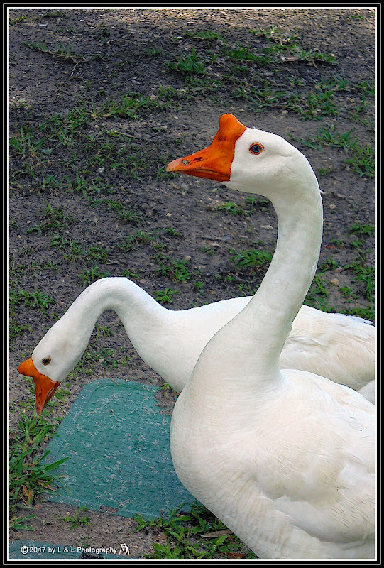 Ocala, Central Florida & Beyond: Geese - Noisy Rascals