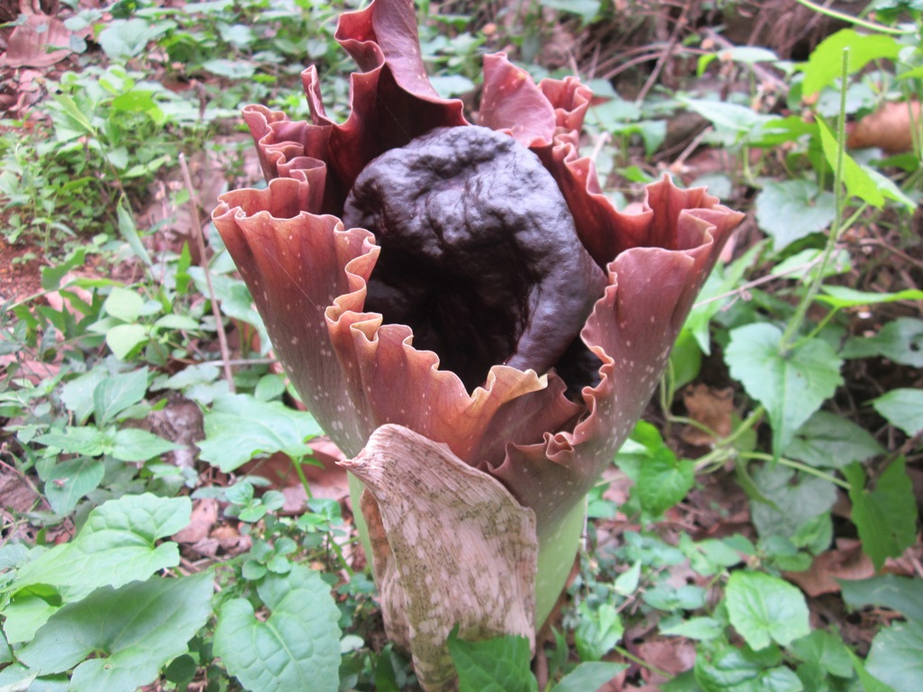 ELEPHANT YAM FLOWER | KERALA NATURE AND AYURVEDA