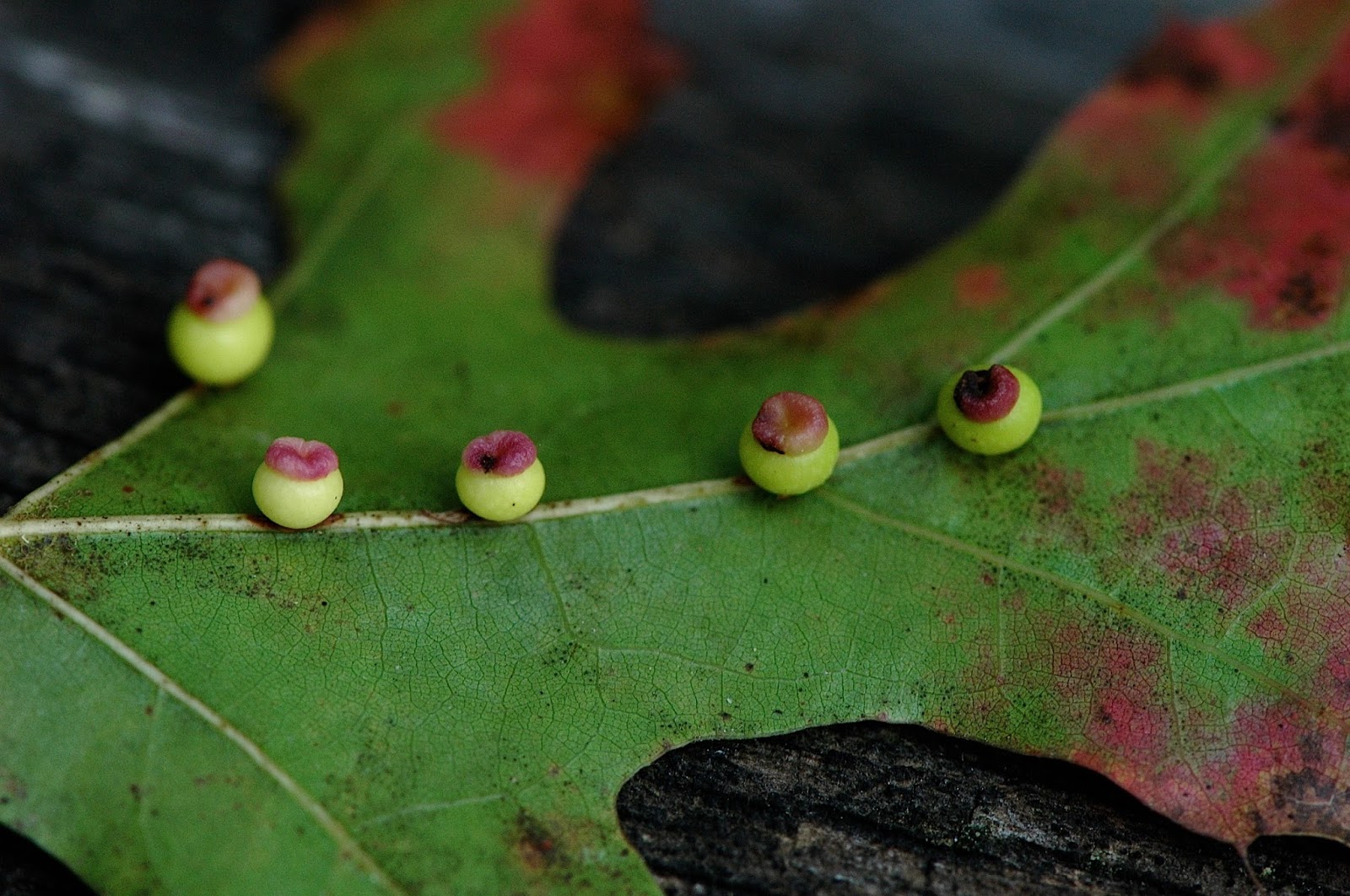 Field Biology in Southeastern Ohio: Plant Galls part 2