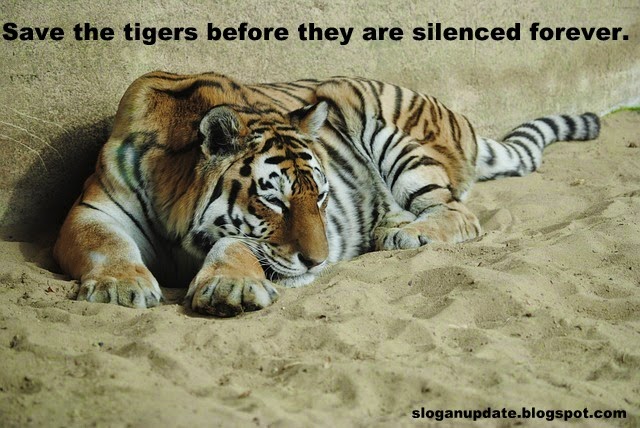 Slogan on Tiger | SloganUpdate