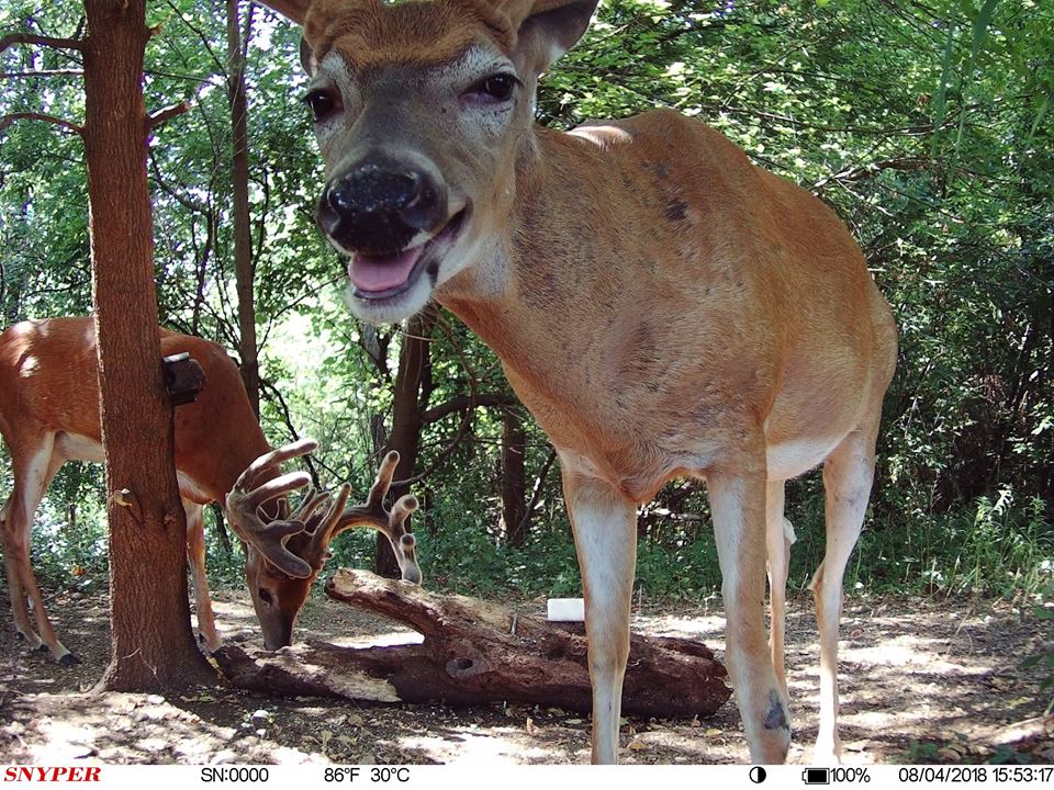 A Dixie Lady Deer Hunter: A Happy Buck!
