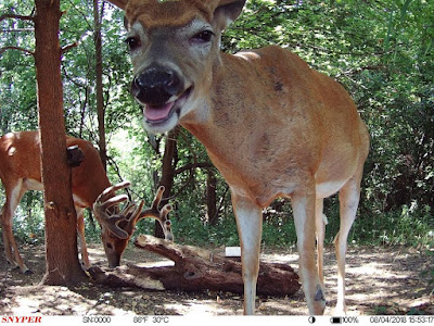 A Dixie Lady Deer Hunter: A Happy Buck!