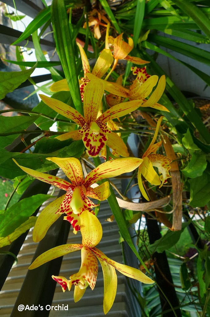 Ade's Orchid: Cymbidium Chen's Ruby