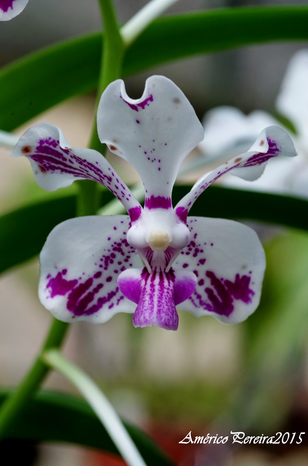 Orquídeas soltas: Vanda luzonica
