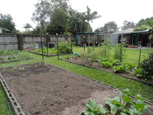 Food production in the backyard | down to earth