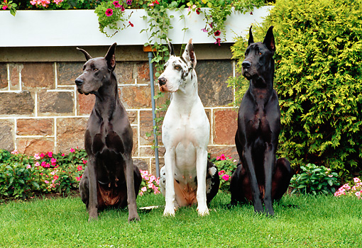 dog side stories: Great Dane ( Μεγάλος Δανός)