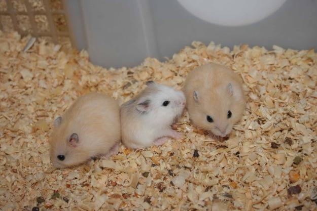 Dunia Hewan: jenis-jenis hamster
