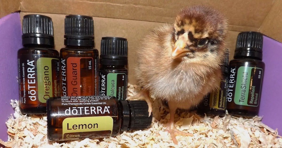 The Centauride: Essential Oils for Poultry Health