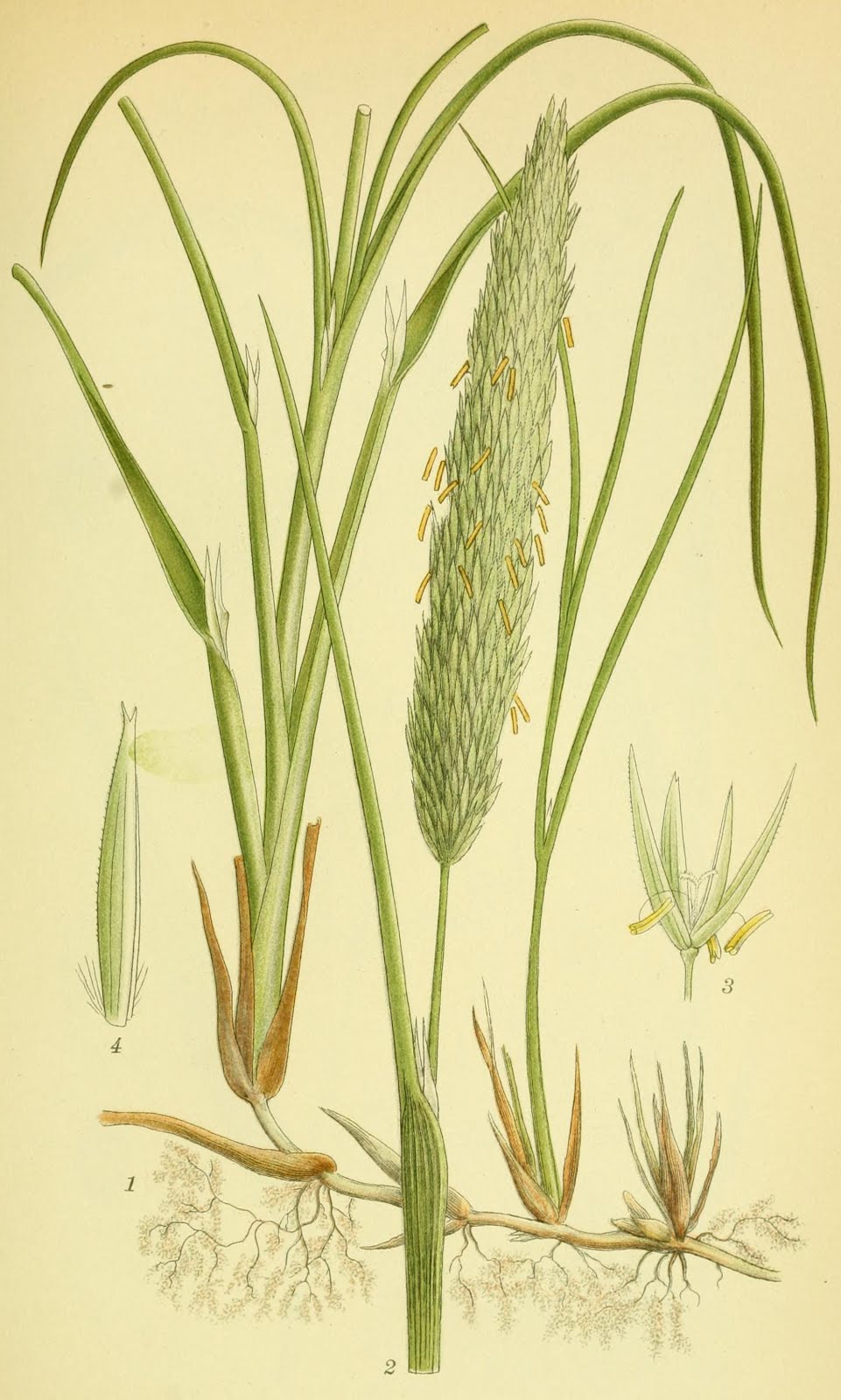 Gramíneas del Duero: Ammophila (Pooideae)