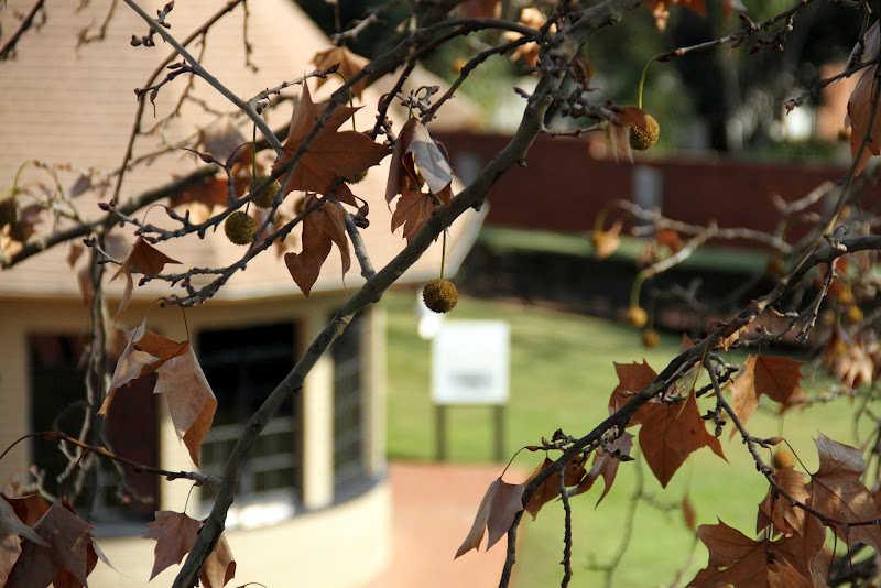 Under our own olive tree: Liliesleaf Farm
