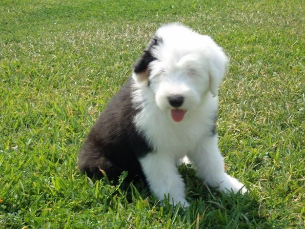 Pastor Ingles (Bobtail) | Razas De Perros