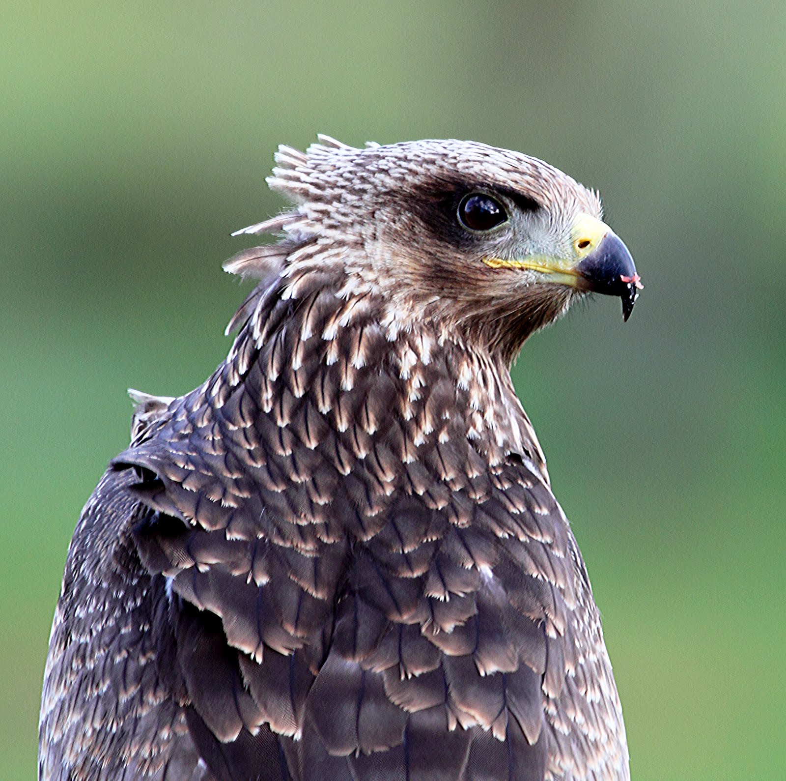 My photo's taken in and around the Forest of Dean: LANNER FALCON