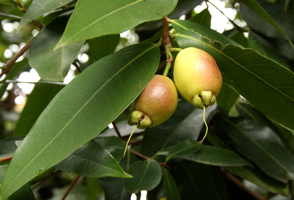 Jambo - Syzygium jambos