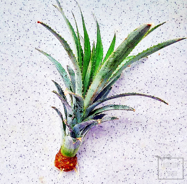 Ananas z rozety - 5 kroków na udane ukorzenianie!