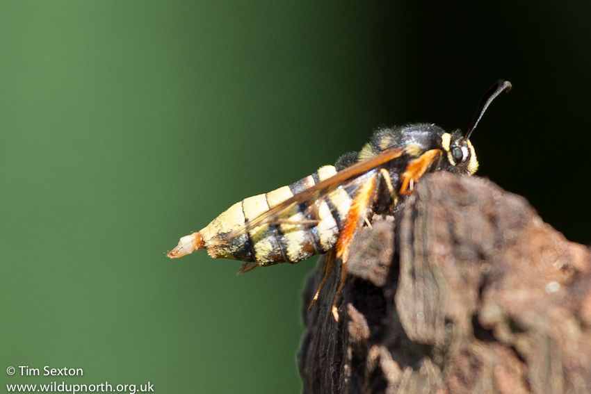 BEAUTIFUL ISLAND: June 2011