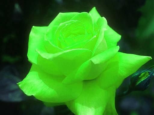 Kaino says:: Green Rose to y Eternal Love