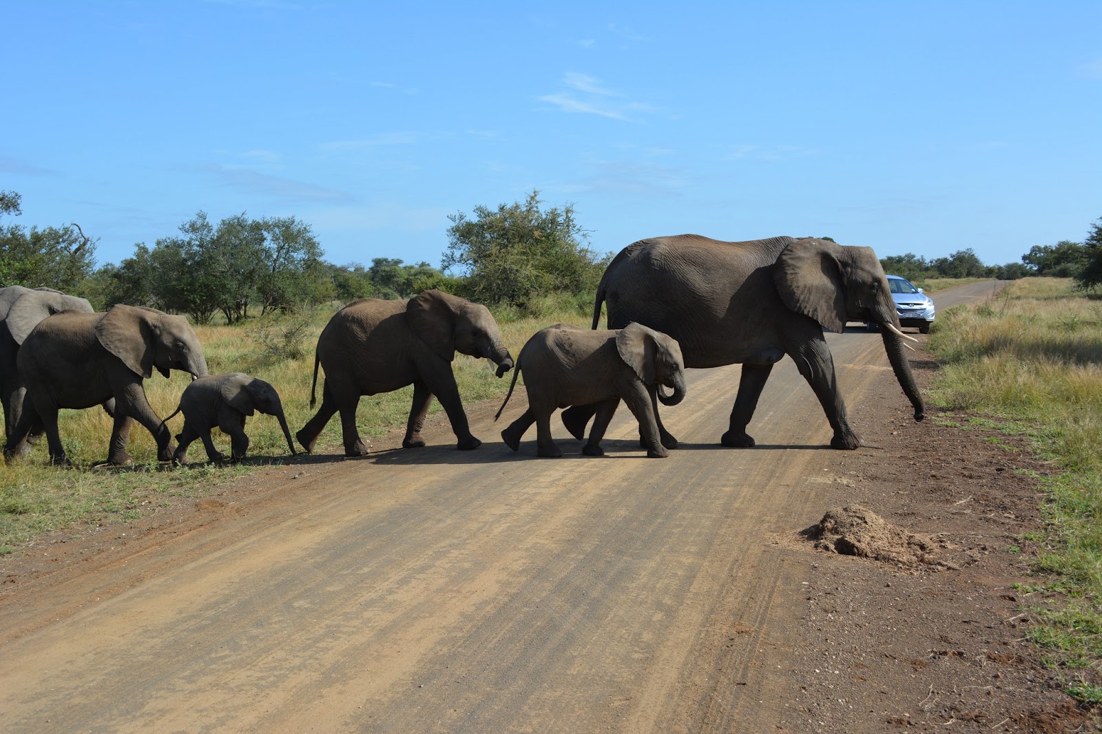 Do I Really Need That Rabies Shot...? : Kruger National Park--> Ha ...