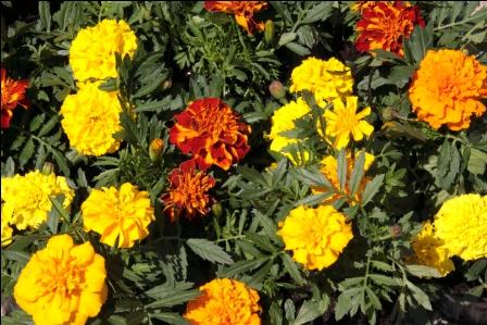 Um jardim para cuidar: Dê cor ao seu jardim ..plante anuais de ...