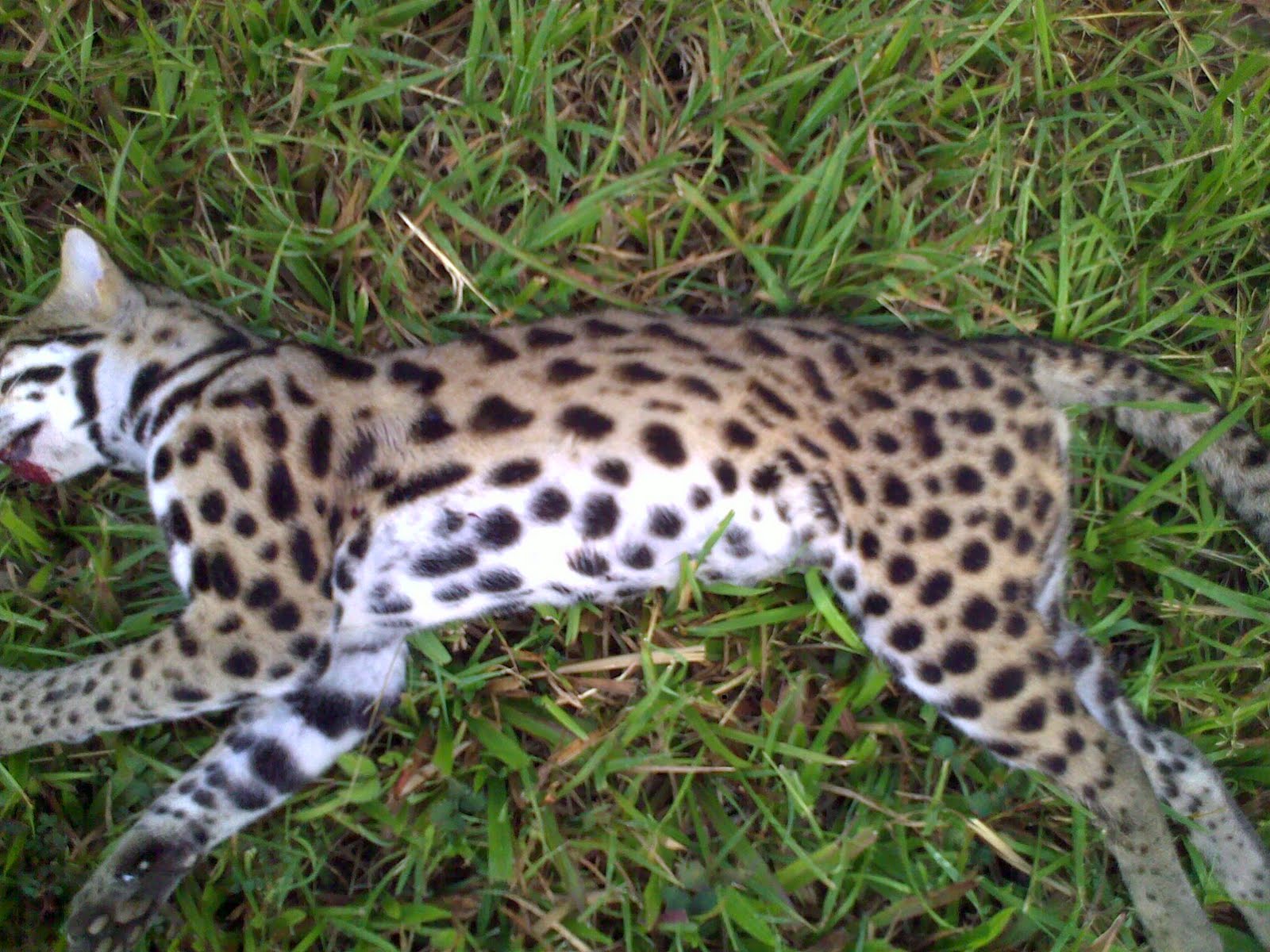 Puakajoran.blogspot.com: Kucing Batu atau Kucing Hutan?