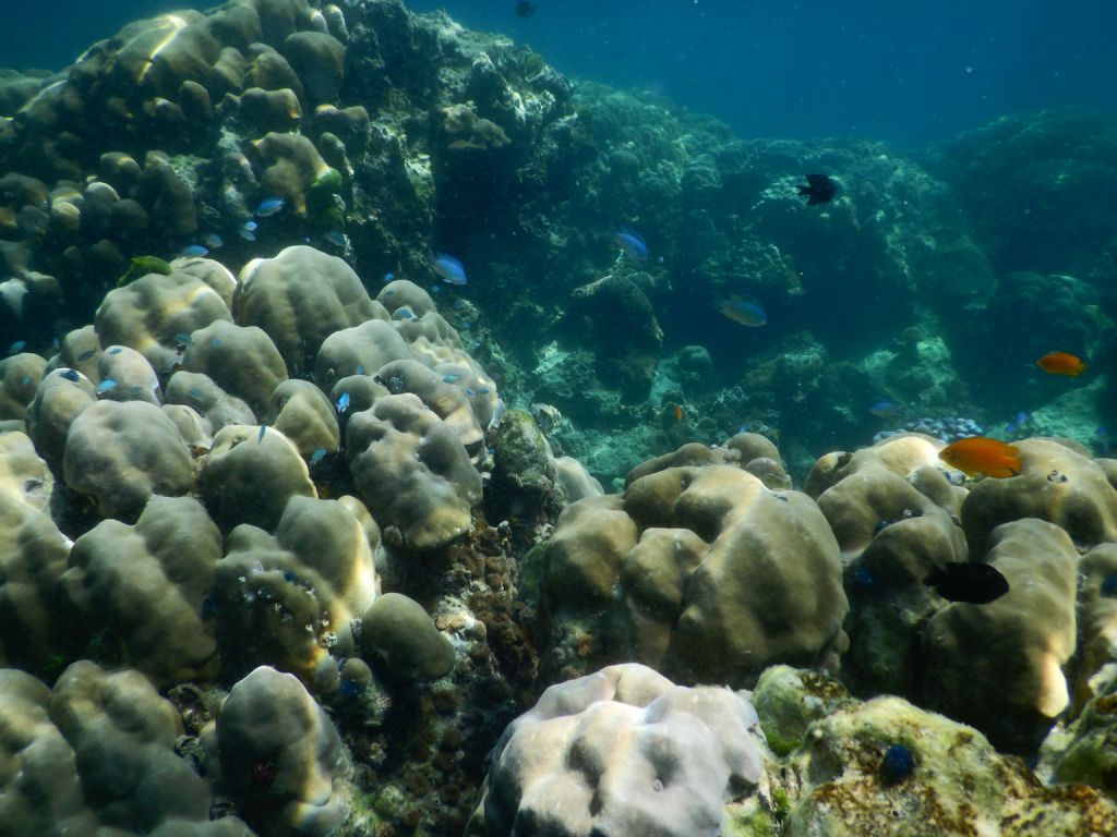 泰国の変なスポット: Ko Rok Nok & Ko Rok Nai / Krabi