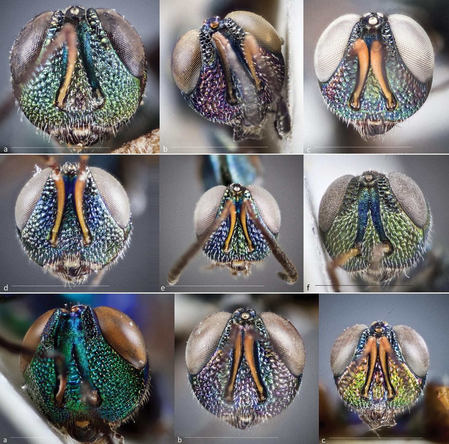 Species New to Science: [Entomology • 2018] Taxonomic Revision of the ...