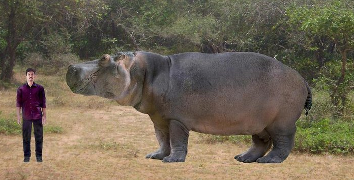 Os Fantásticos Animais do Planeta: Hippopotamus gorgops : O maior ...