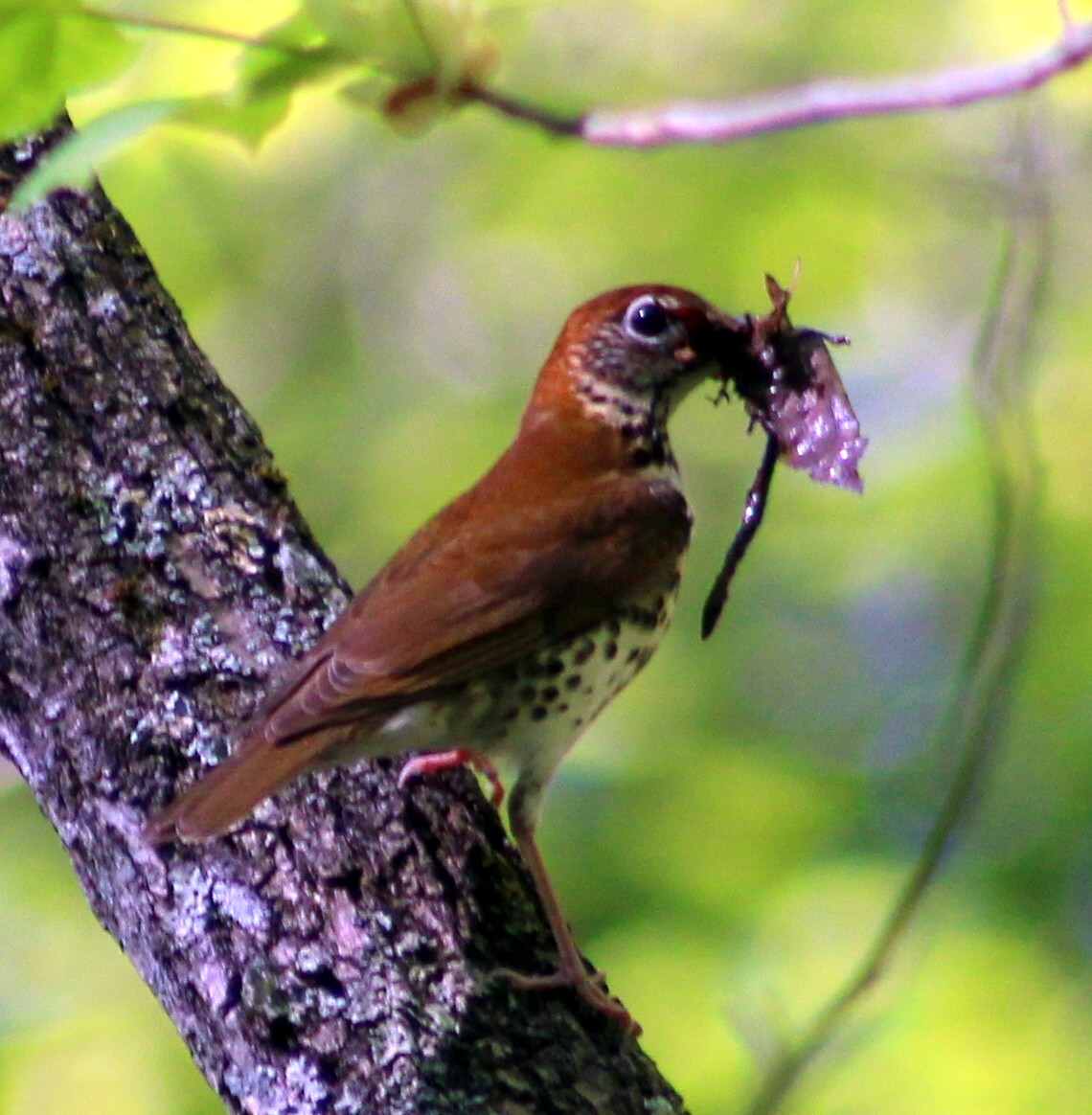 Appalachian Journal : Lost Post: Wood Thrush and Recent Canon Shots