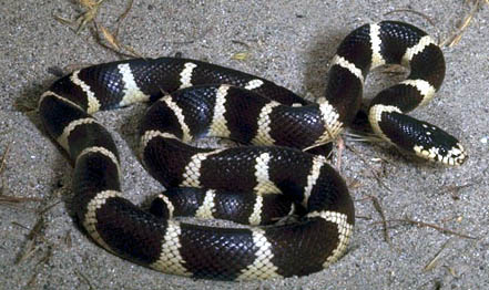 California King Snake ~ Venomous Snakes