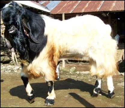 8 Jenis-Jenis Kambing Populer Dibudidayakan Di Indonesia ...