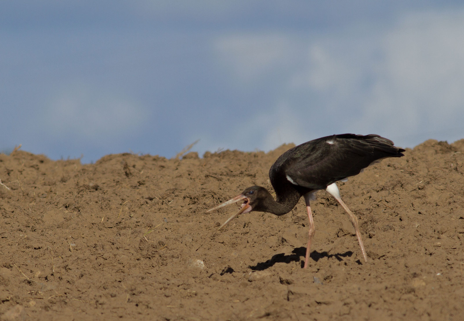 Snatur-bloggen: Sort stork ved Jordløse, Fyn august 2016.