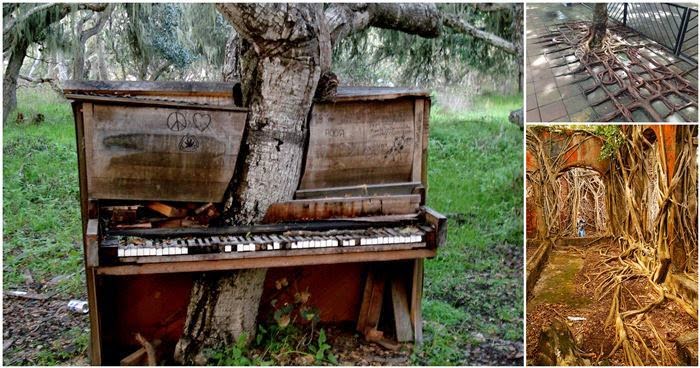 12 Incredible Trees That Have Adapted To Their Surroundings ~ tofsday