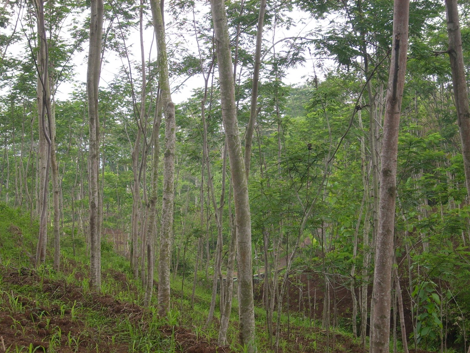 PEMELIHARAAN PADA HUTAN RAKYAT ~ IIS YUNINGSIH